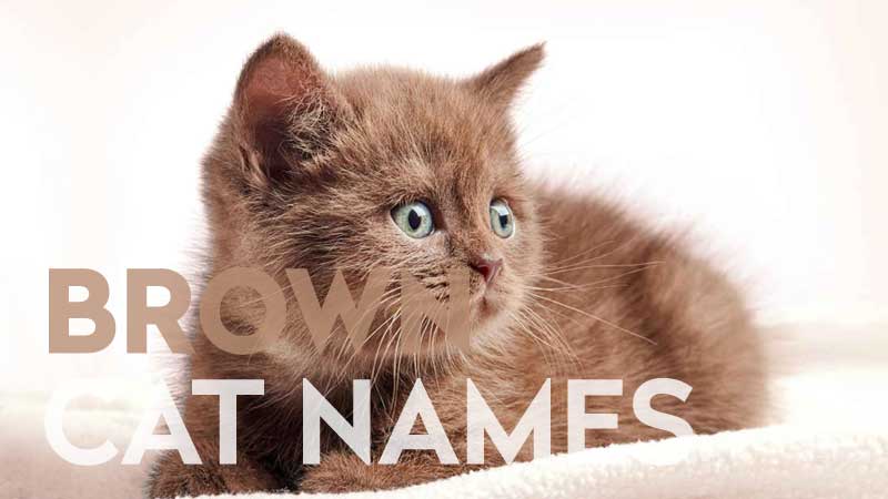 Dusty Brown Cat
