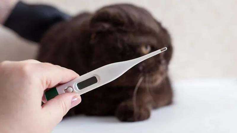 What Is The Normal Body Temperature Of A Cat What Is The Normal Body Temperature Of A Cat